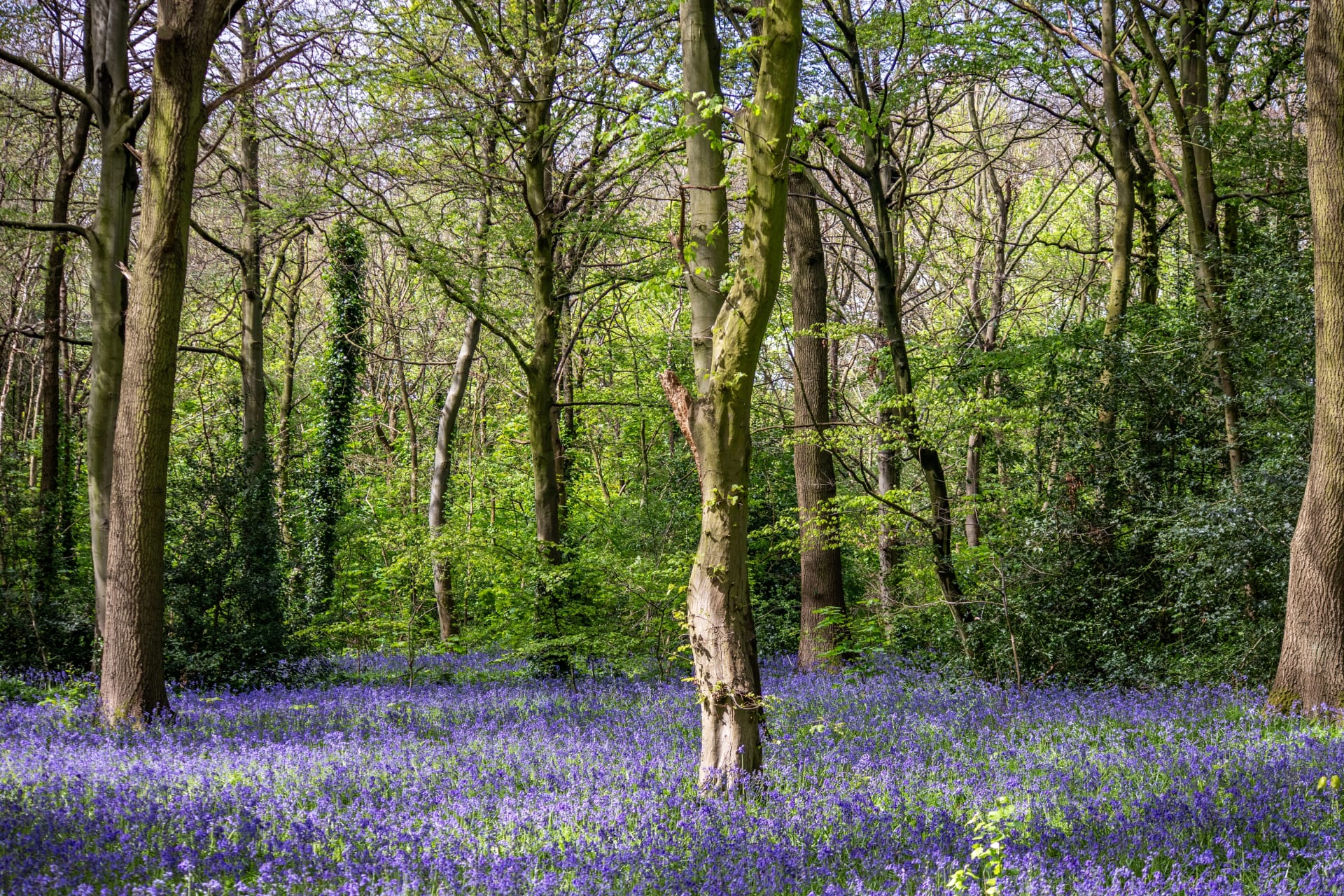 The Best Picnic Places in London for Scenic Lunches | The London Pass®